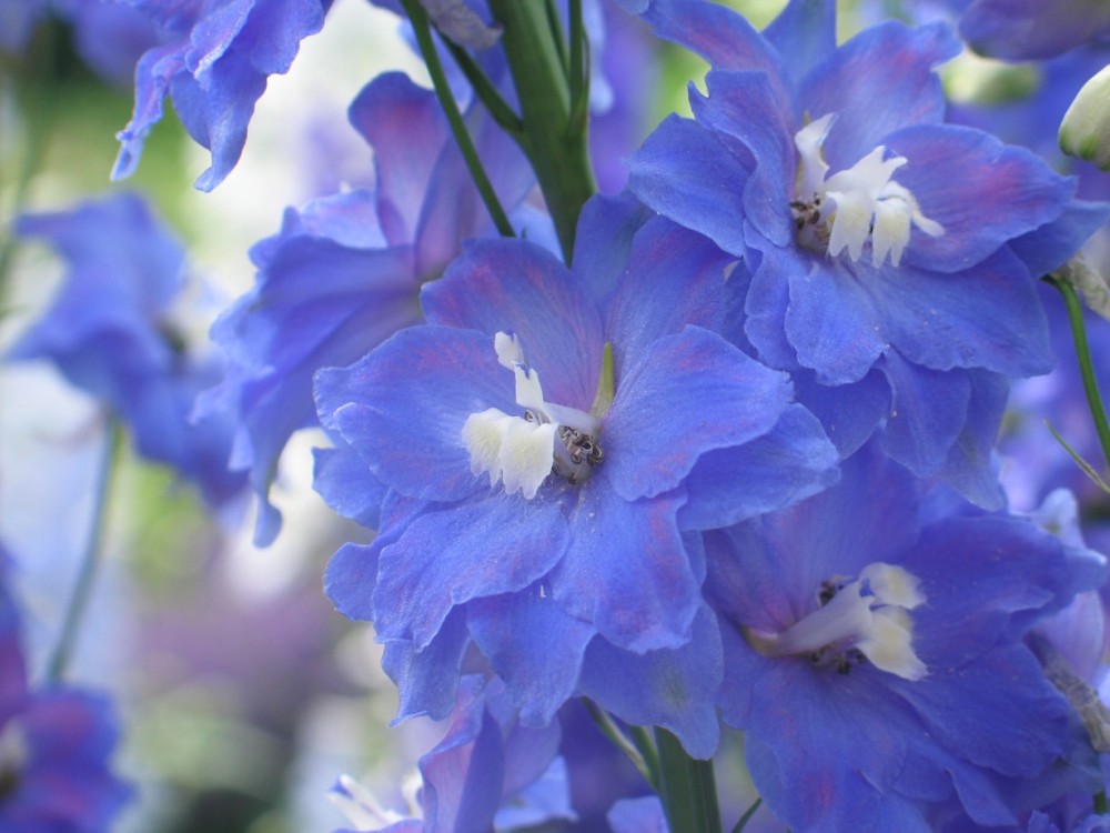 Chelsea Fringe_ Edward Steichen_ Delphinium ‚Connecticut Yankee‘ - die ...